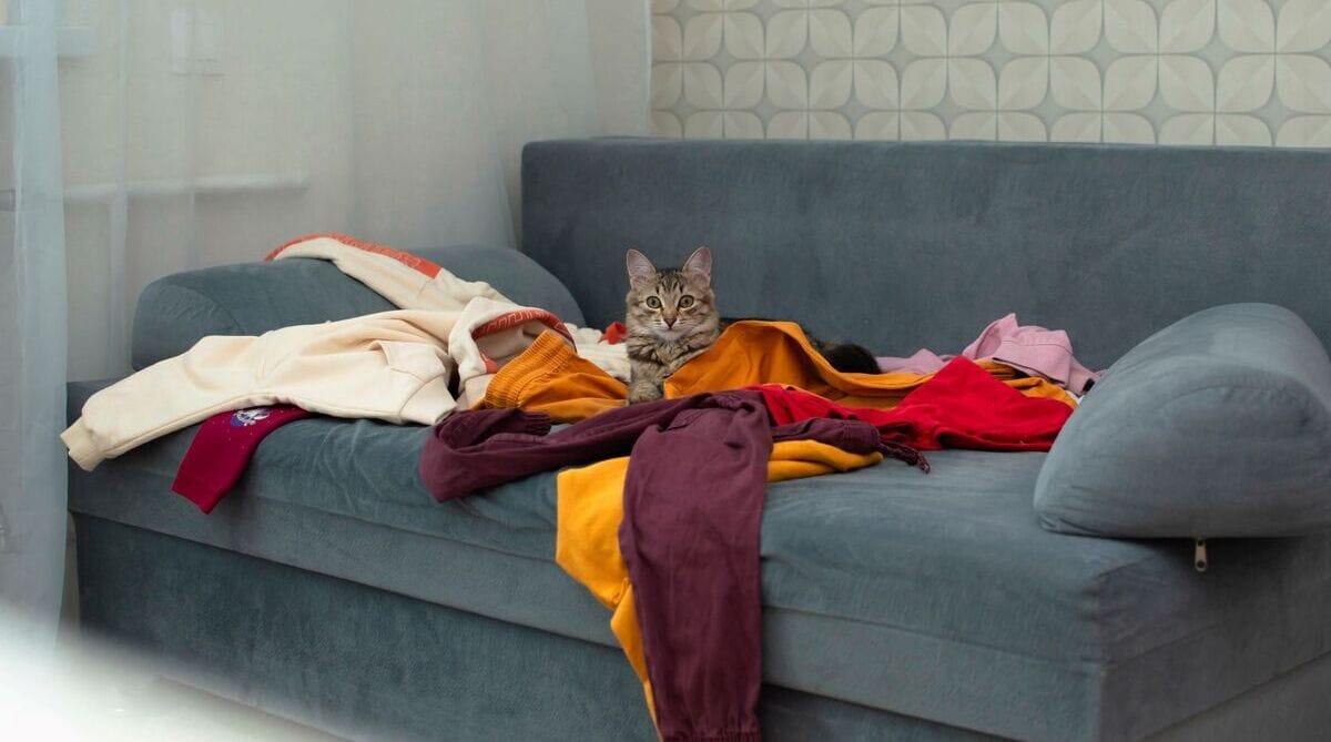 Why Animal Feces Removal Is Dangerous | The Bioclean Team