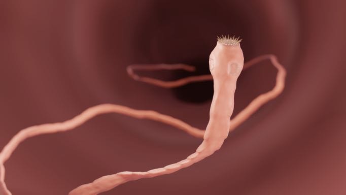 Why Animal Feces Removal Is Dangerous | The Bioclean Team
