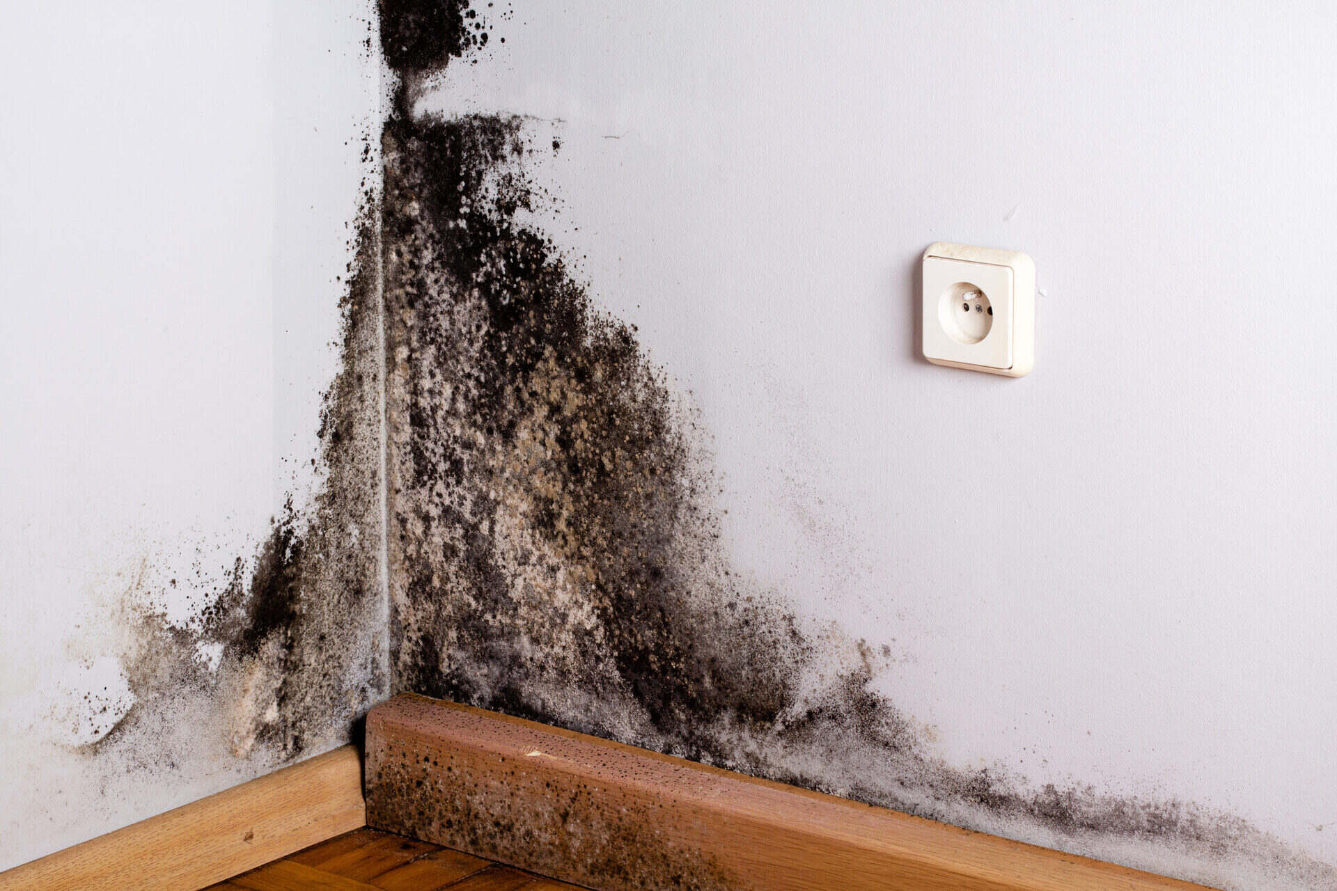 Is Mold a Biohazard? What You Need to Know | The Bioclean Team